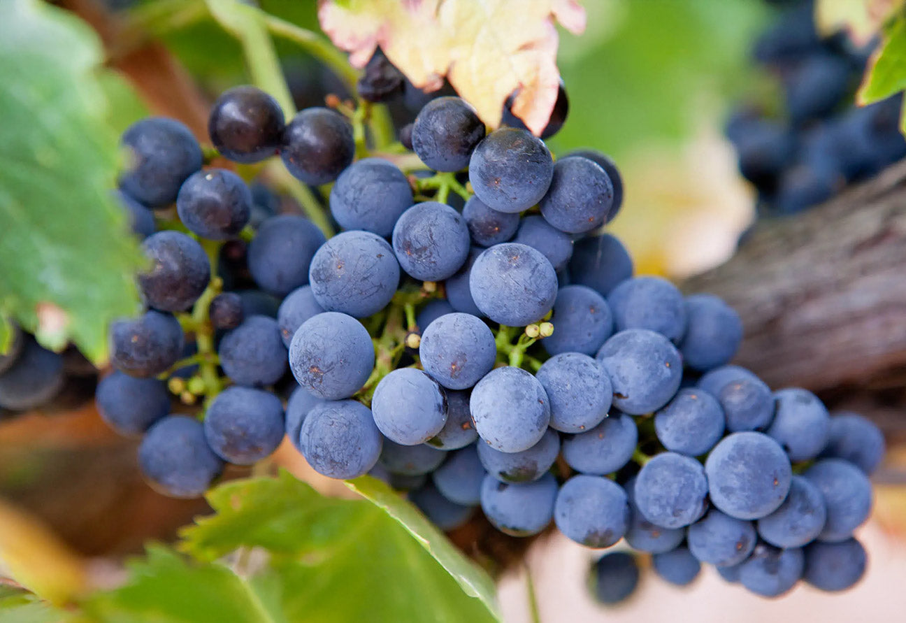 The decline of shiraz … and the rise of syrah! – Colmar Estate